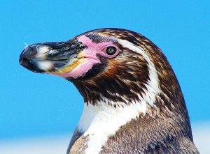 Ciekawostki o pingwinach, które totalnie zaskoczą