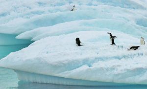 Ciekawostki o pingwinach, które totalnie zaskoczą