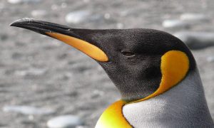 Ciekawostki o pingwinach, które totalnie zaskoczą