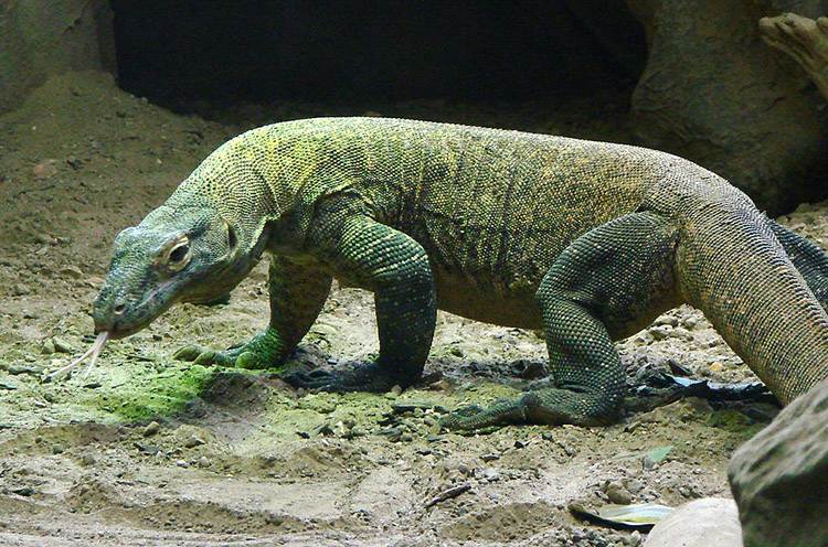 waran z Komodo wyspa Indonezja ciekawostki - Sadurski.com - ciekawostki ...
