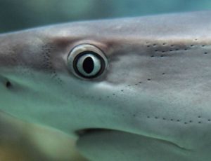 Rekin Ciekawostki o rekinach. Zęby rekina, rekiny ludojady