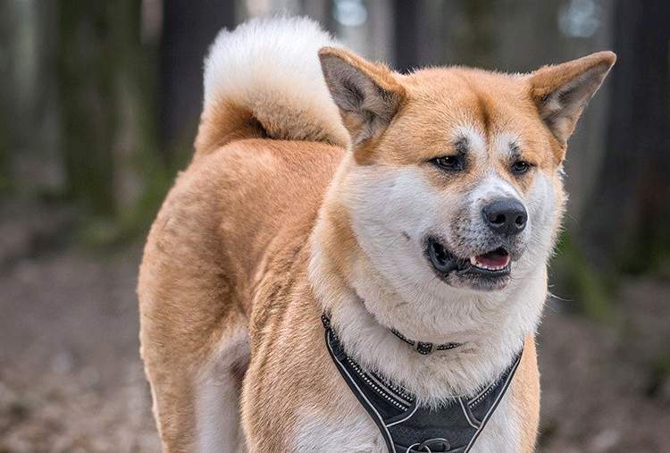 Akita - poznaj psy tej rasy. Wygląd, charakter - to trzeba wiedzieć